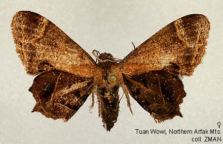 Papua Insects Foundation (Lepidoptera/Uraniidae/Epipleminae/Phazaca mutans)